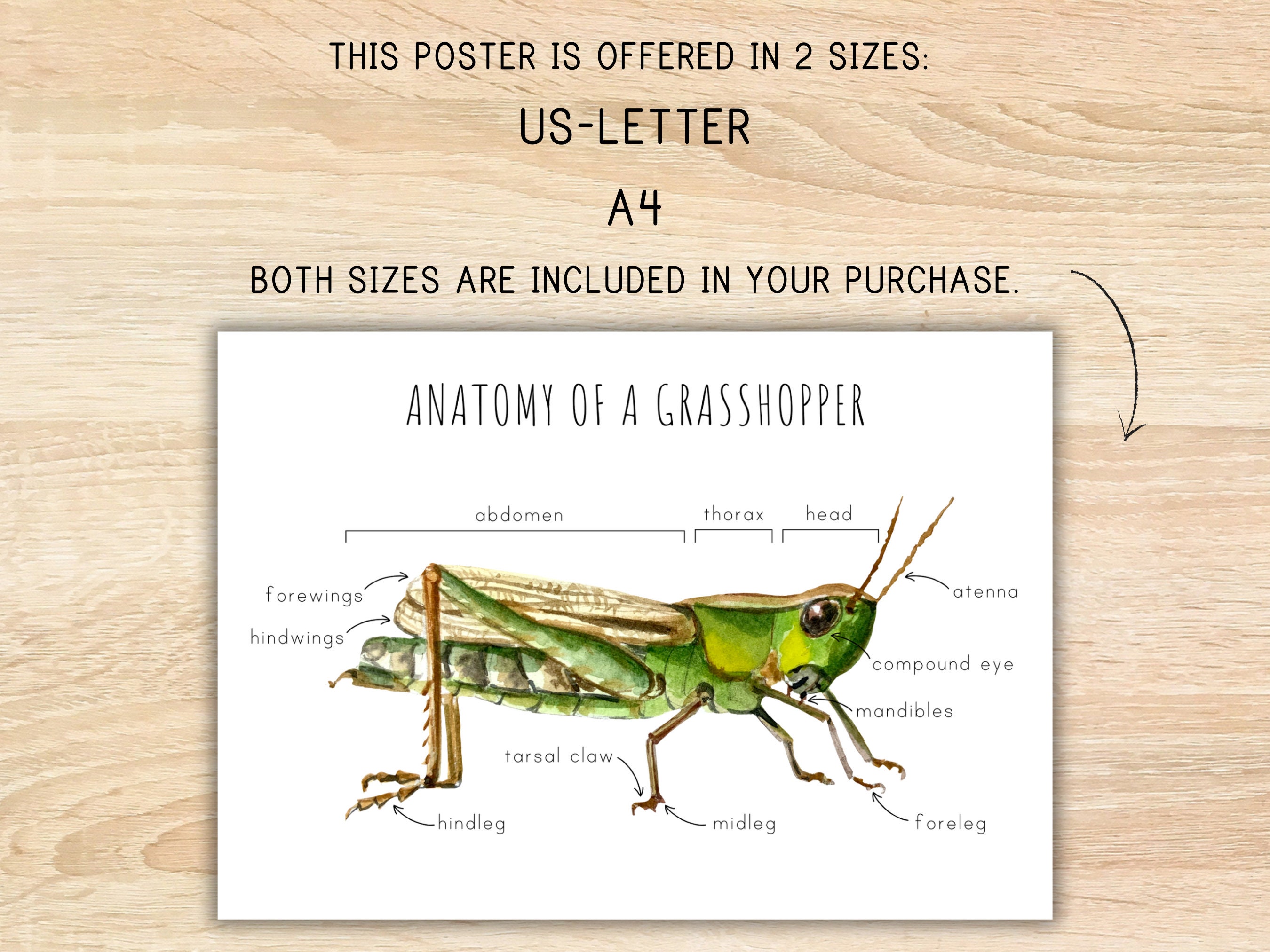 Anatomy of a Grasshopper Homeschool Printable Montessori Resource ...
