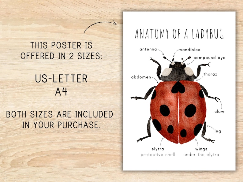 Anatomy of a Ladybug Homeschool Printable Montessori Resource Anatomy ...