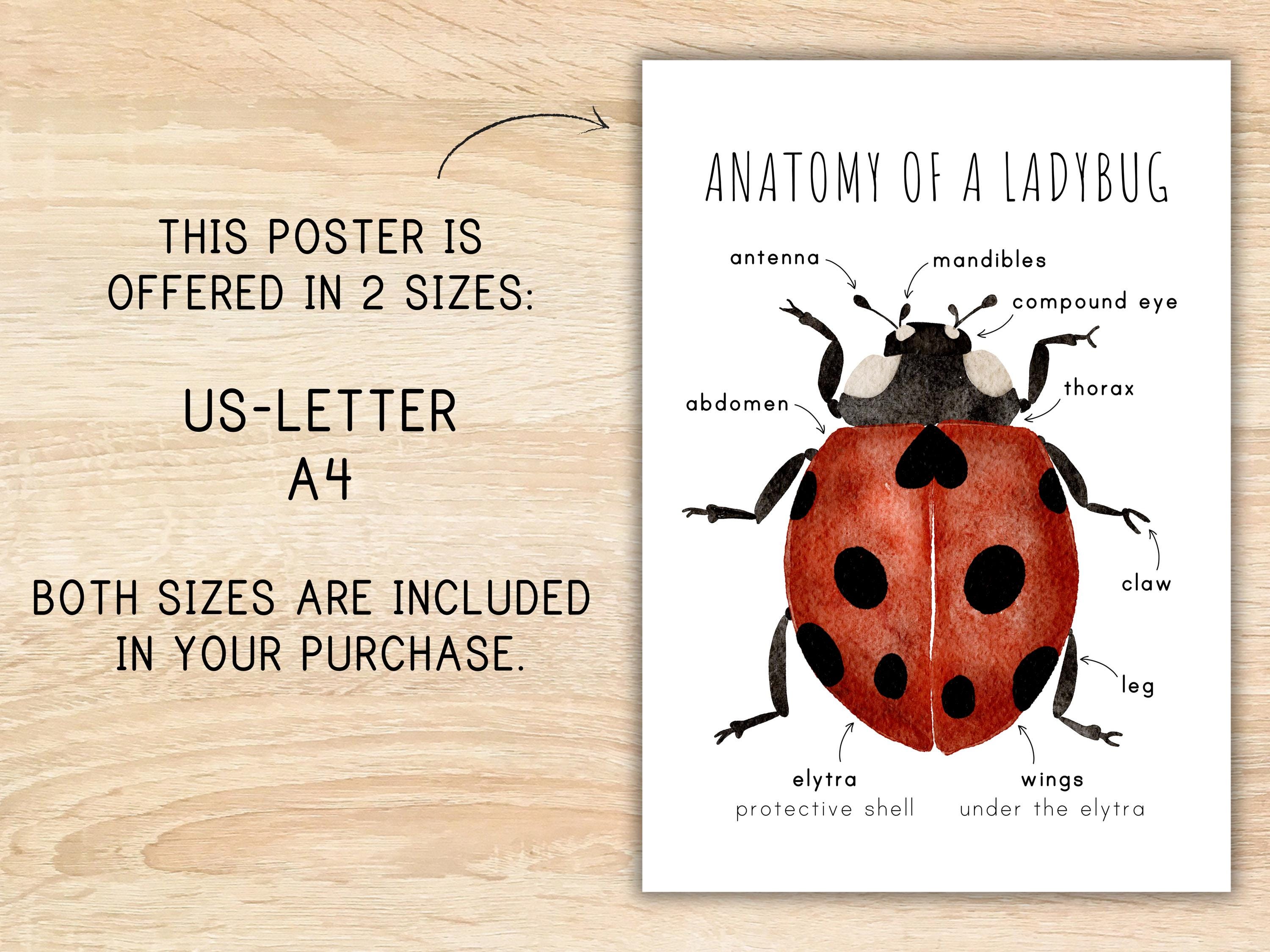 Anatomy of a Ladybug Homeschool Printable Montessori Resource Anatomy ...