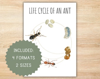 Ant Life Cycle Digital Poster - Etsy