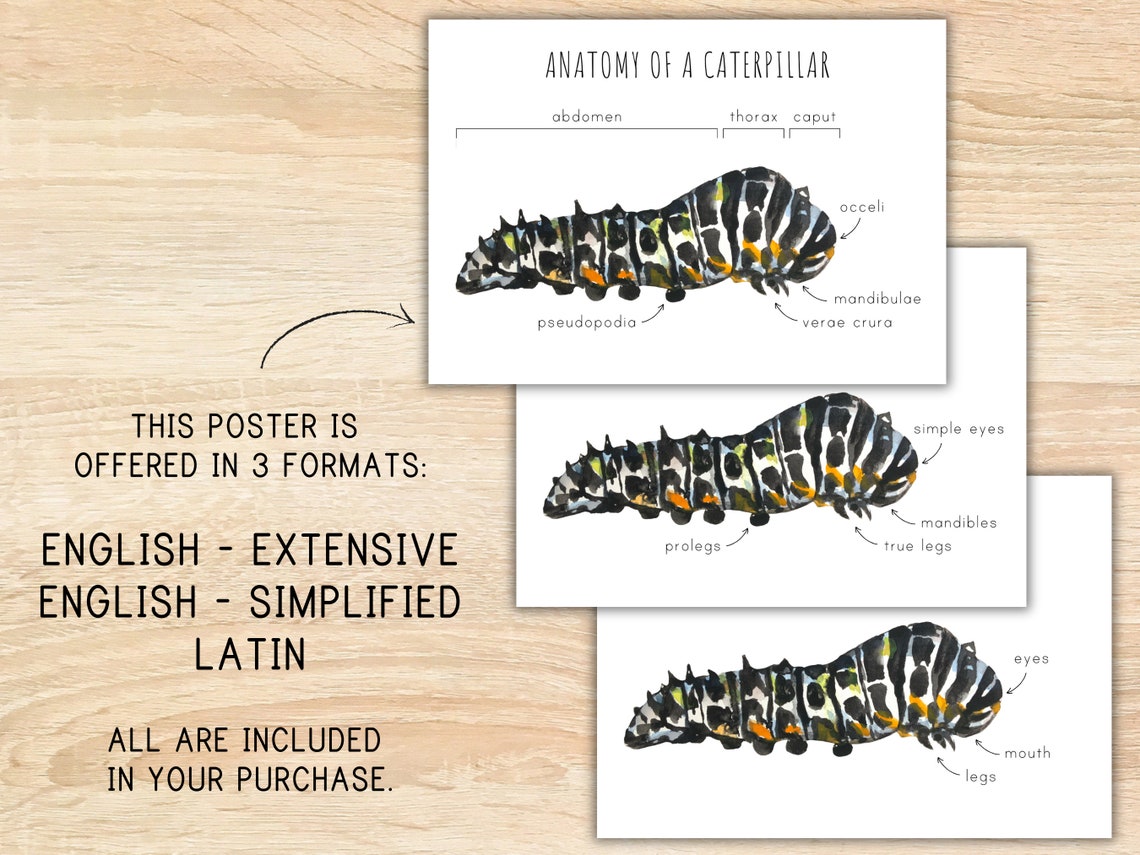 Anatomy of a Caterpillar Homeschool Printable Montessori Resource ...