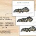 Anatomy of a Caterpillar Homeschool Printable Montessori Resource ...