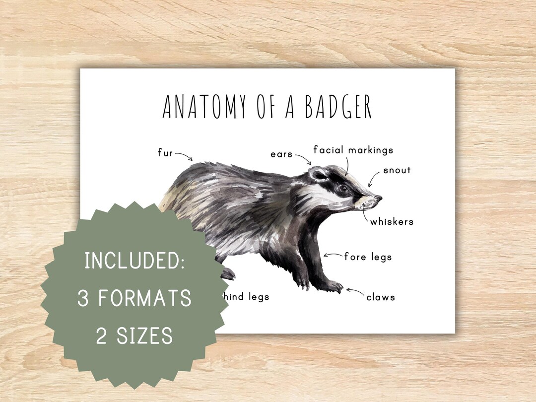 Badger Anatomy of a Badger Homeschool Printable Montessori Resource ...