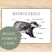 Badger Anatomy of a Badger Homeschool Printable Montessori Resource ...