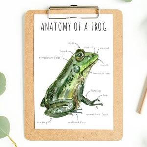 Frog Anatomy of a Frog Homeschool Printable Montessori Resource Anatomy ...