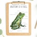 Frog Anatomy of a Frog Homeschool Printable Montessori Resource Anatomy ...