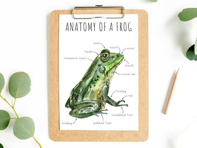 Frog Anatomy of a Frog Homeschool Printable Montessori Resource Anatomy ...