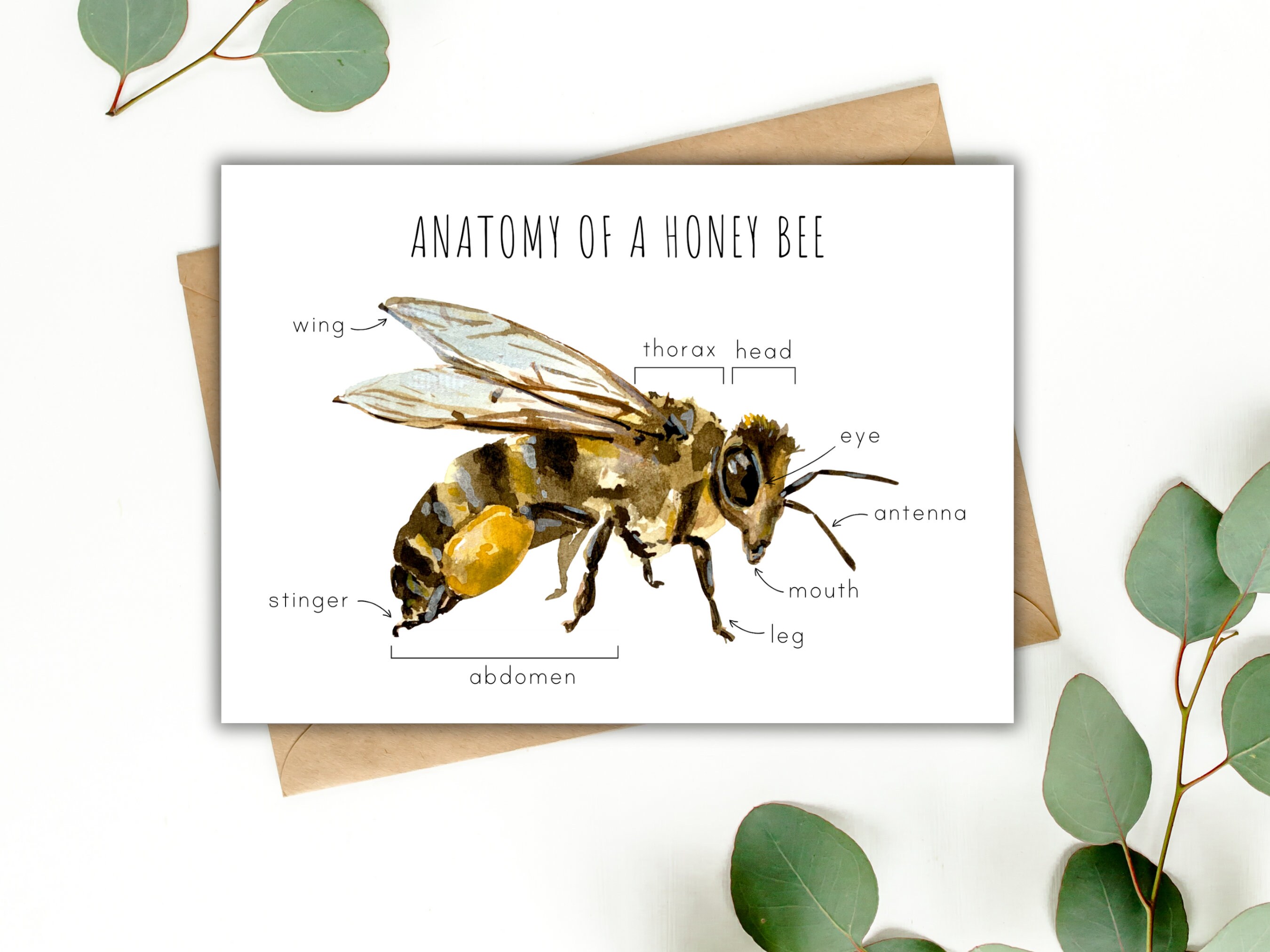 Anatomy of a Honey Bee Homeschool Printable Montessori Resource Anatomy ...