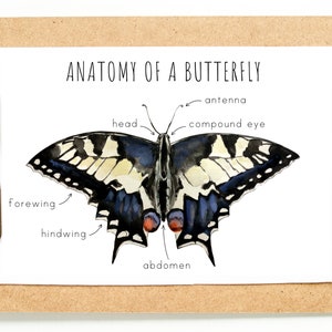 Anatomy of a Butterfly Homeschool Printable Montessori Resource Anatomy ...