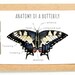 Anatomy of a Butterfly Homeschool Printable Montessori Resource Anatomy ...