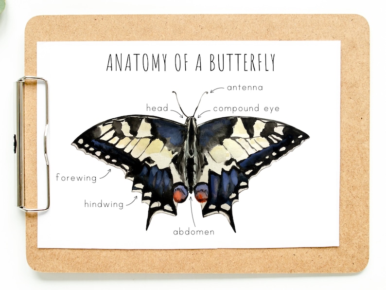 Anatomy of a Butterfly Homeschool Printable Montessori Resource Anatomy ...