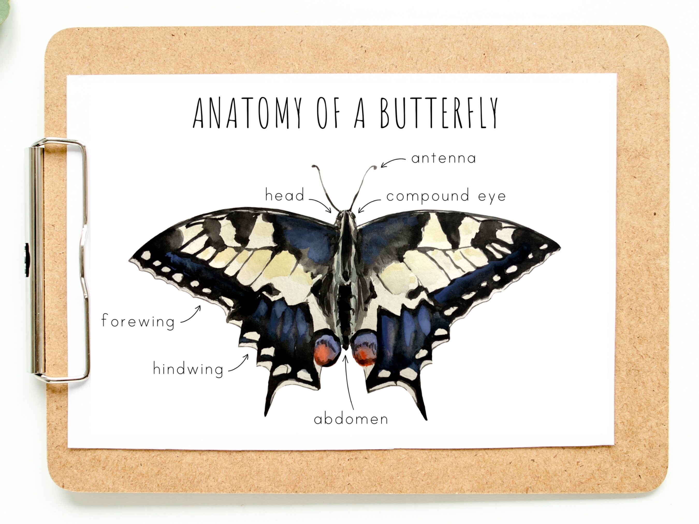 Anatomy of a Butterfly Homeschool Printable Montessori Resource Anatomy ...