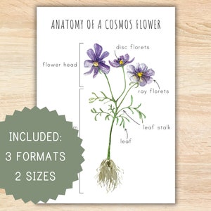 Chicken Life Cycle of a Chicken Homeschool Printable Montessori ...