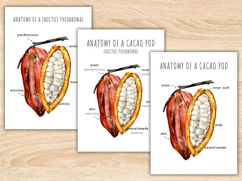 Anatomy of a Cacao Pod Homeschool Printable Montessori Resource Anatomy ...