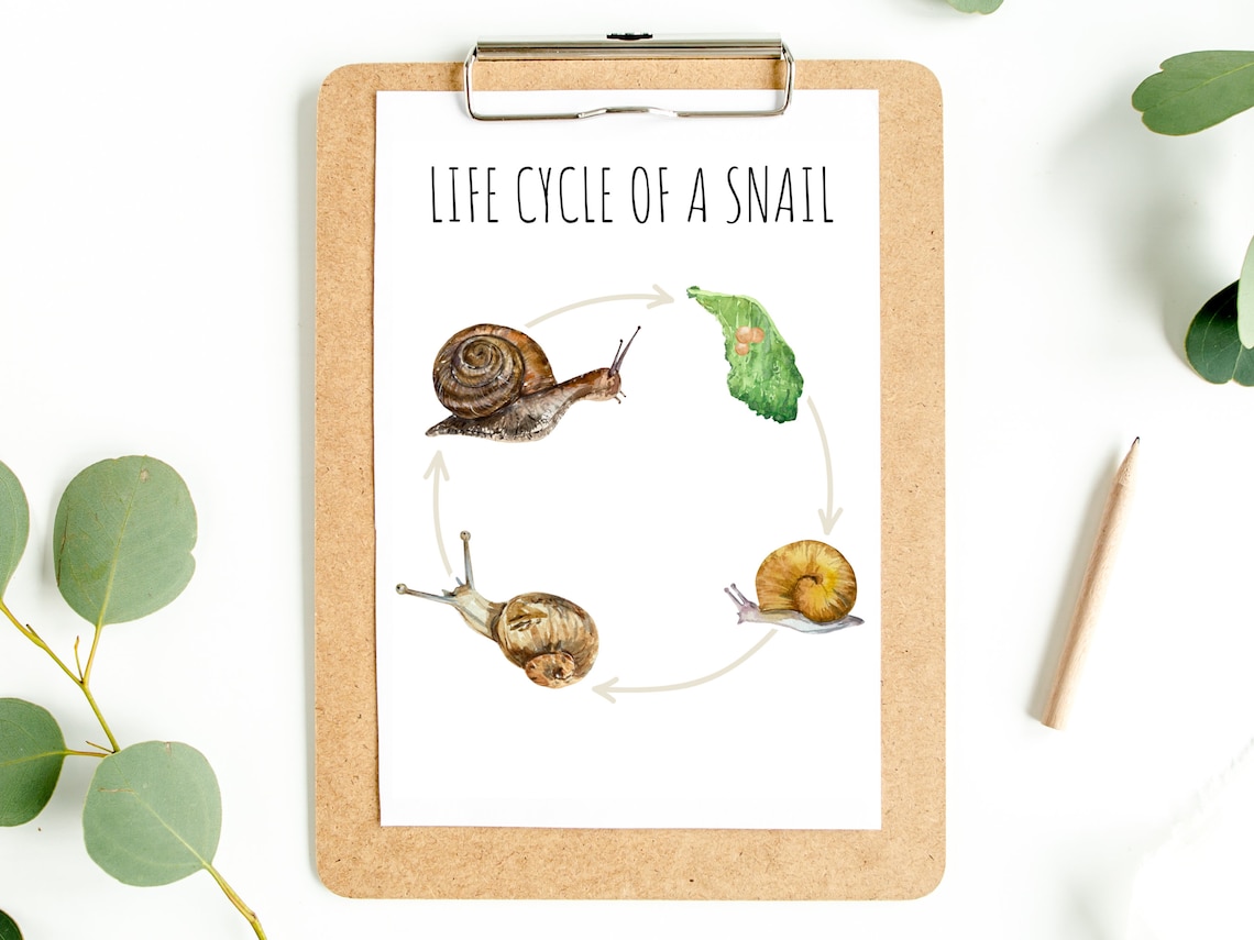 Life Cycle of a Snail Homeschool Printable Montessori Resource Life ...