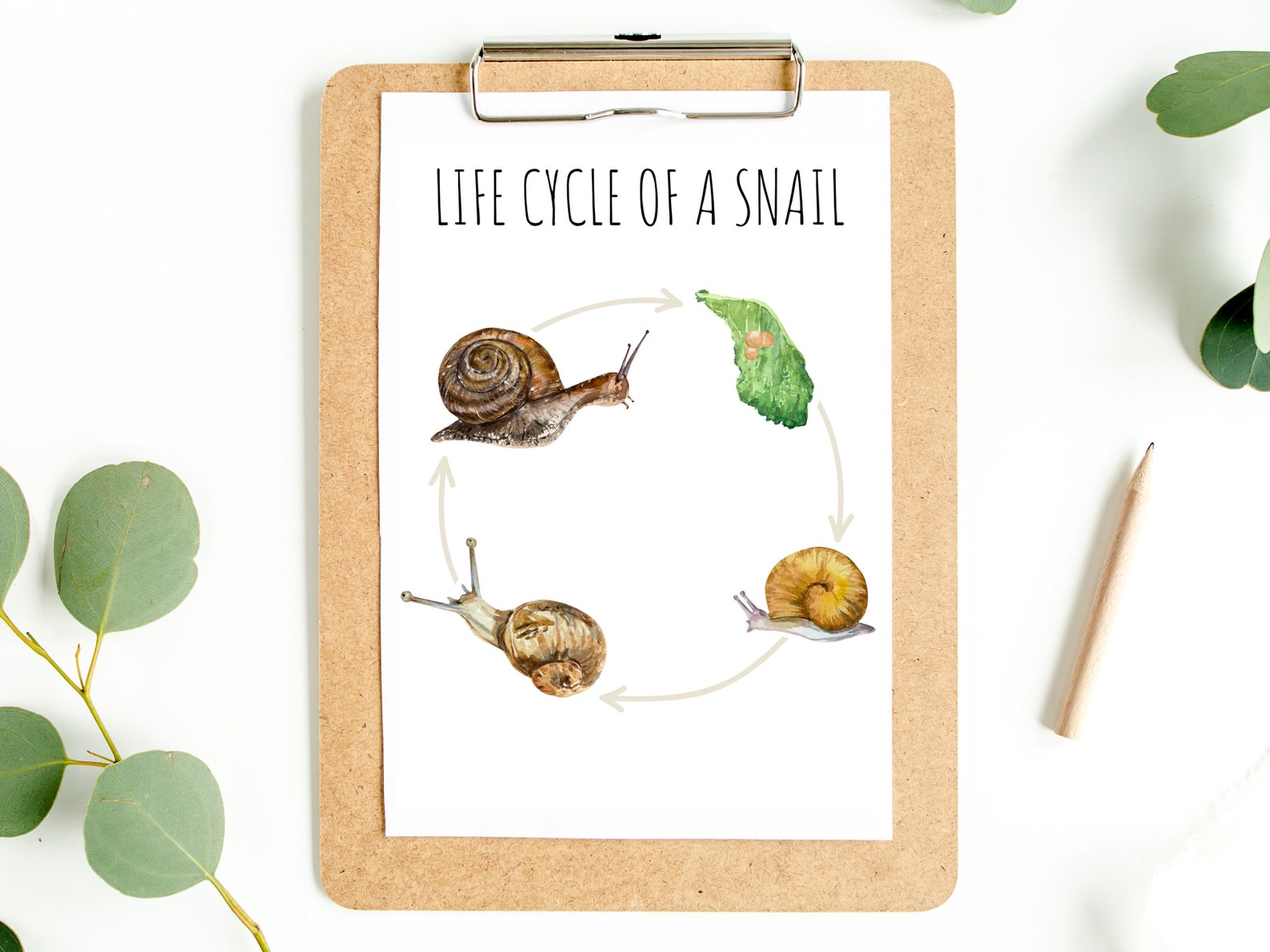 Life Cycle of a Snail Homeschool Printable Montessori Resource Life ...