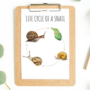 Life Cycle of a Snail Homeschool Printable Montessori Resource Life ...