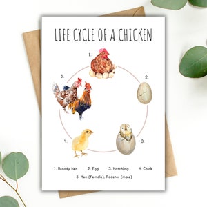 Chicken Life Cycle of a Chicken Homeschool Printable Montessori ...