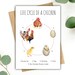 Chicken Life Cycle of a Chicken Homeschool Printable Montessori ...