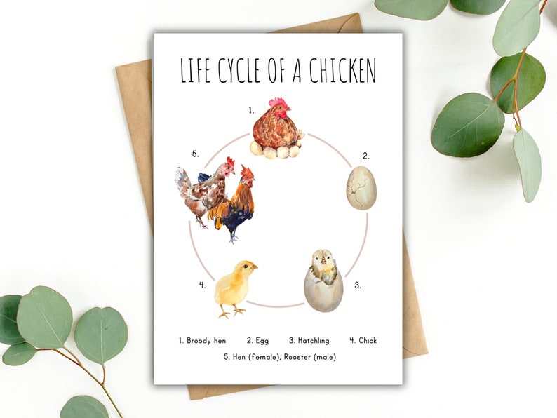 Chicken Life Cycle of a Chicken Homeschool Printable Montessori ...