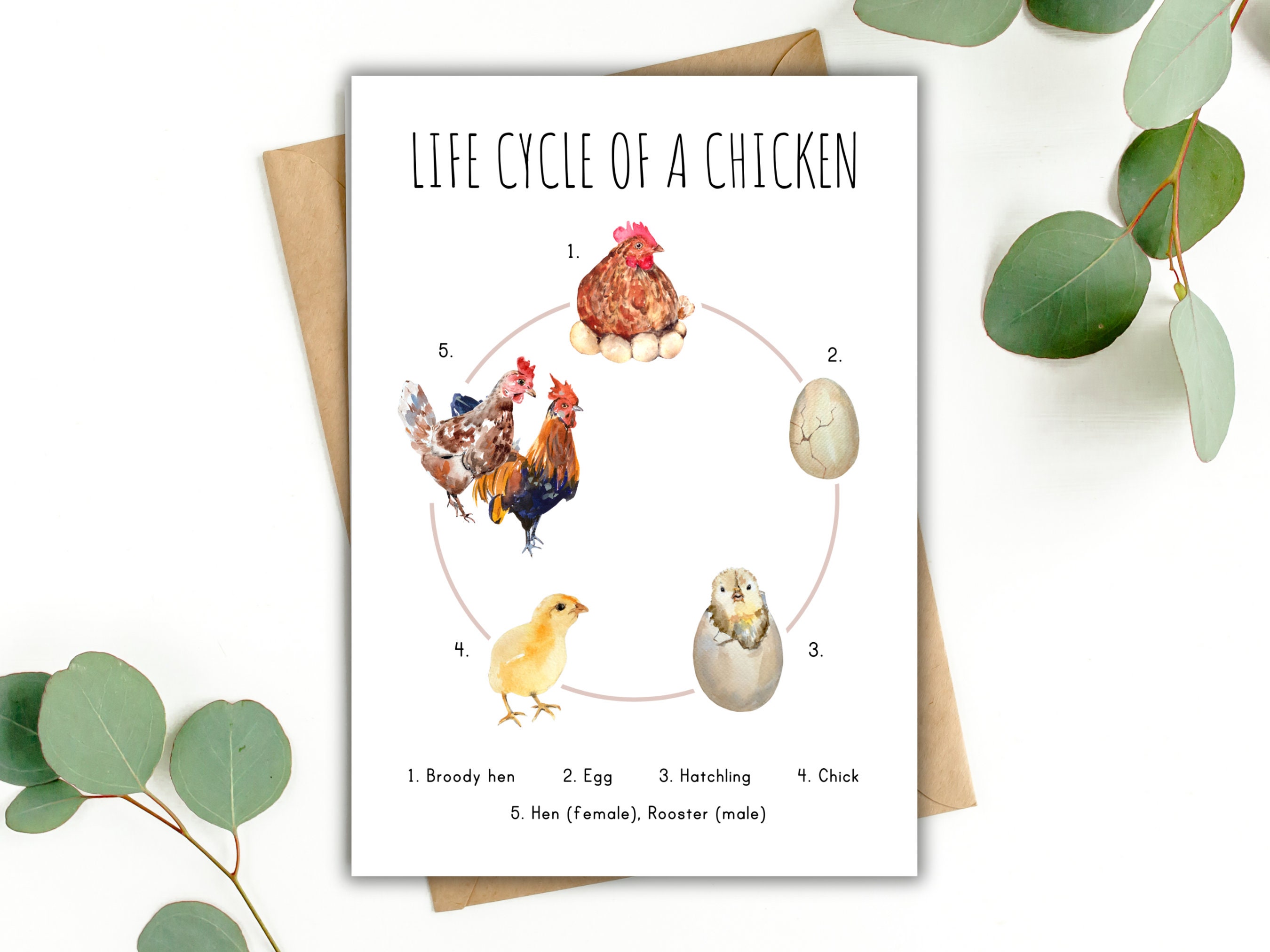 Chicken Life Cycle of a Chicken Homeschool Printable Montessori ...