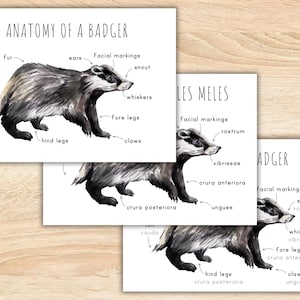 Badger Anatomy of a Badger Homeschool Printable Montessori Resource ...