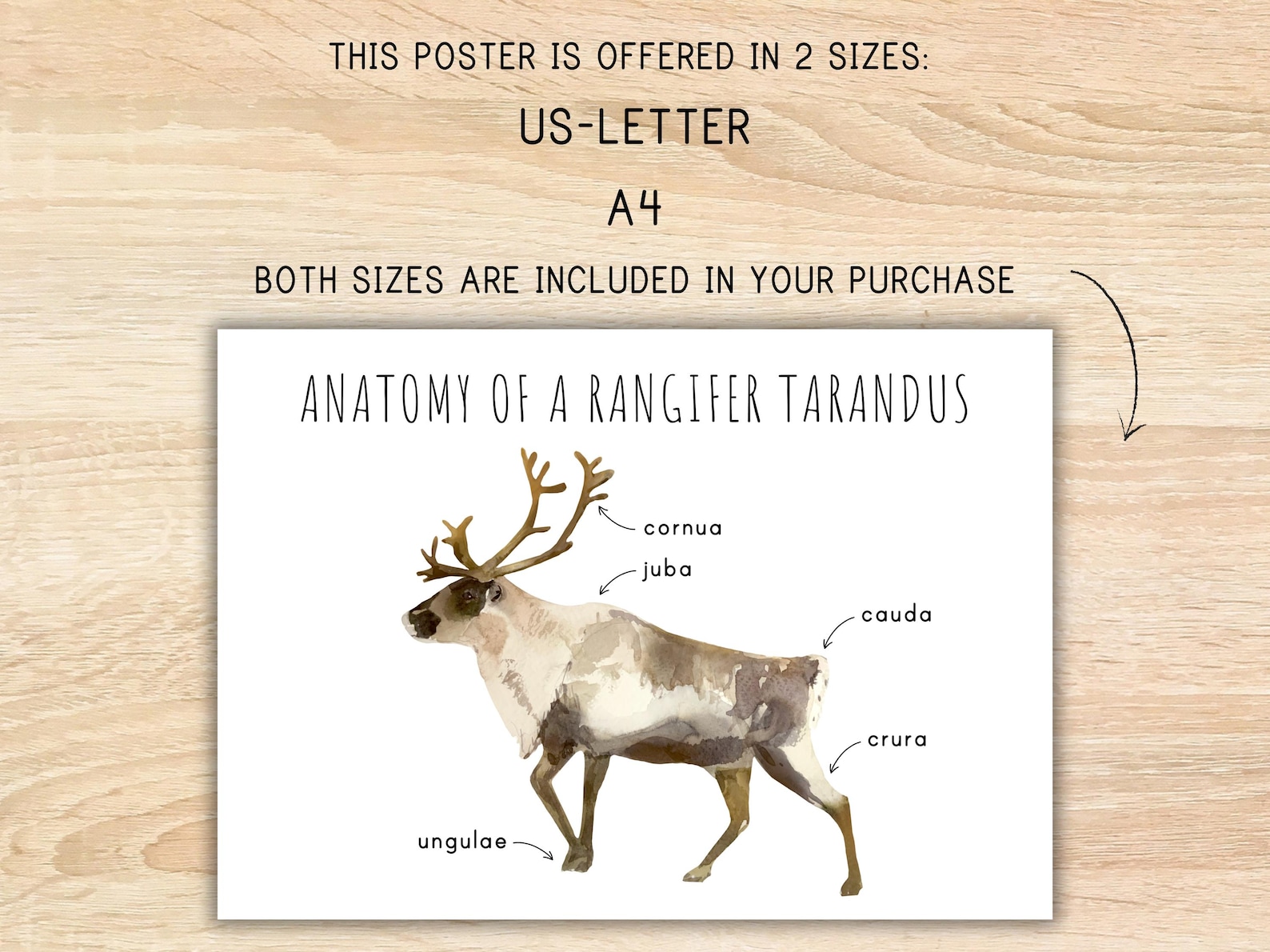 Anatomy of a Reindeer Homeschool Printable Montessori Resource Anatomy ...