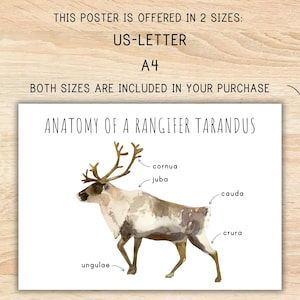 Anatomy of a Reindeer Homeschool Printable Montessori Resource Anatomy ...