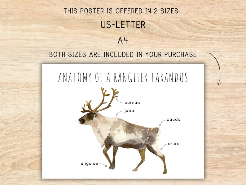 Anatomy of a Reindeer Homeschool Printable Montessori Resource Anatomy ...