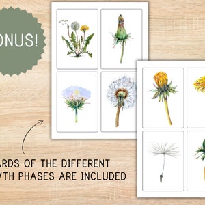 Life Cycle of a Dandelion Homeschool Printable Montessori Resource Life ...