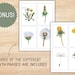 Life Cycle of a Dandelion Homeschool Printable Montessori Resource Life ...