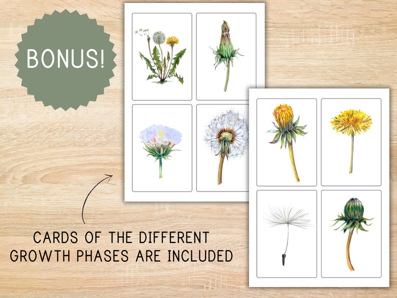 Life Cycle of a Dandelion Homeschool Printable Montessori Resource Life ...