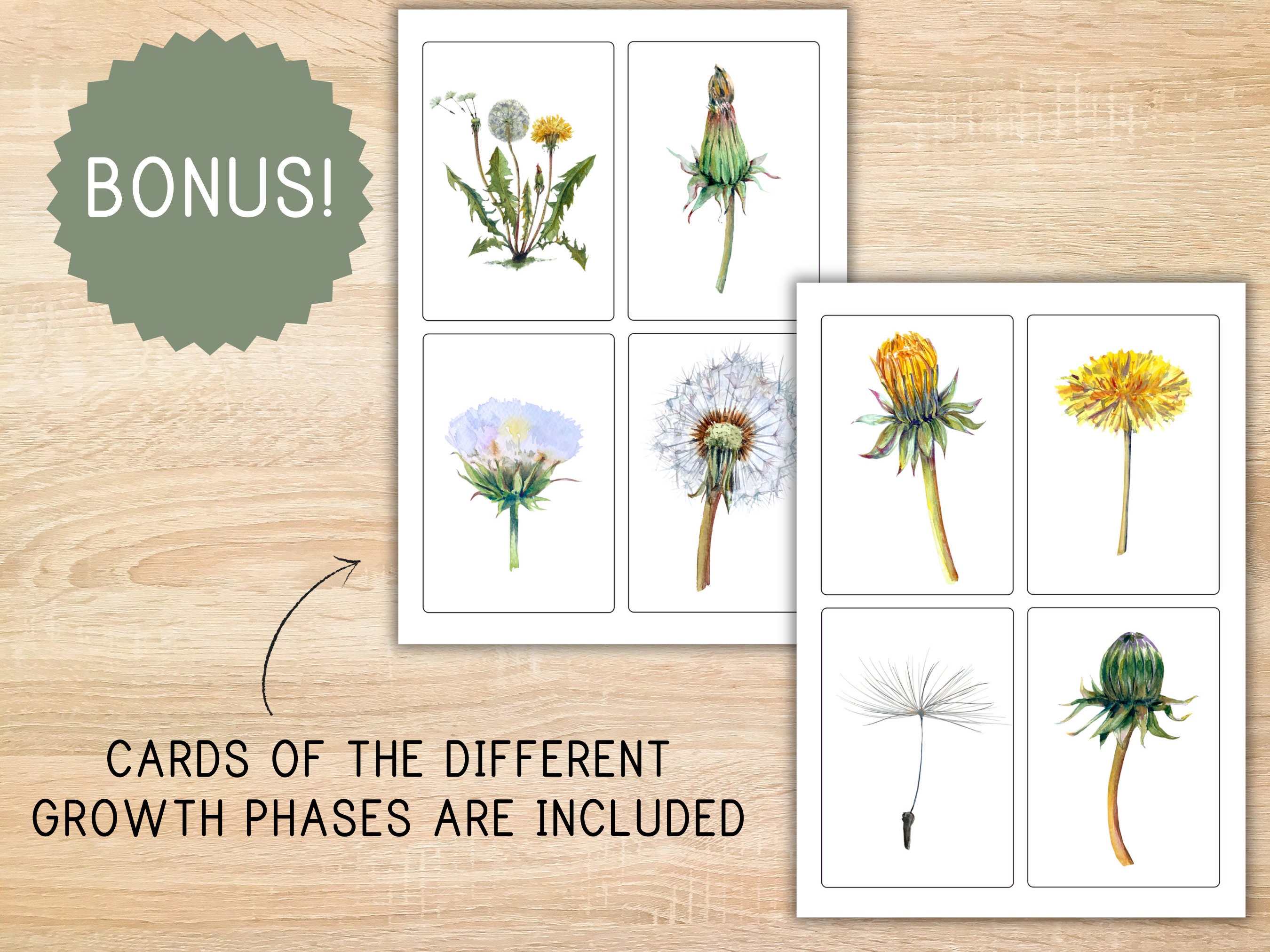 Life Cycle of a Dandelion Homeschool Printable Montessori Resource Life ...