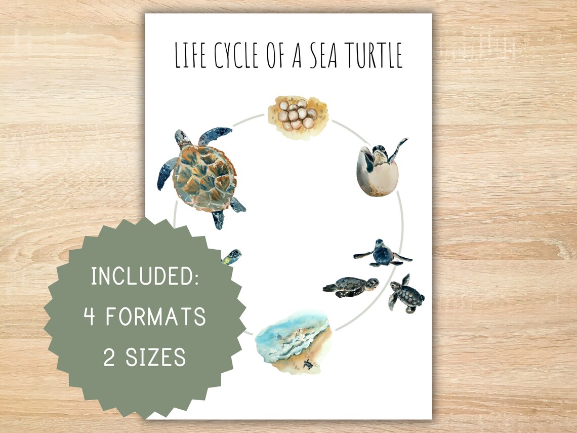 Life Cycle of a Sea Turtle Homeschool Learning Resource Montessori ...