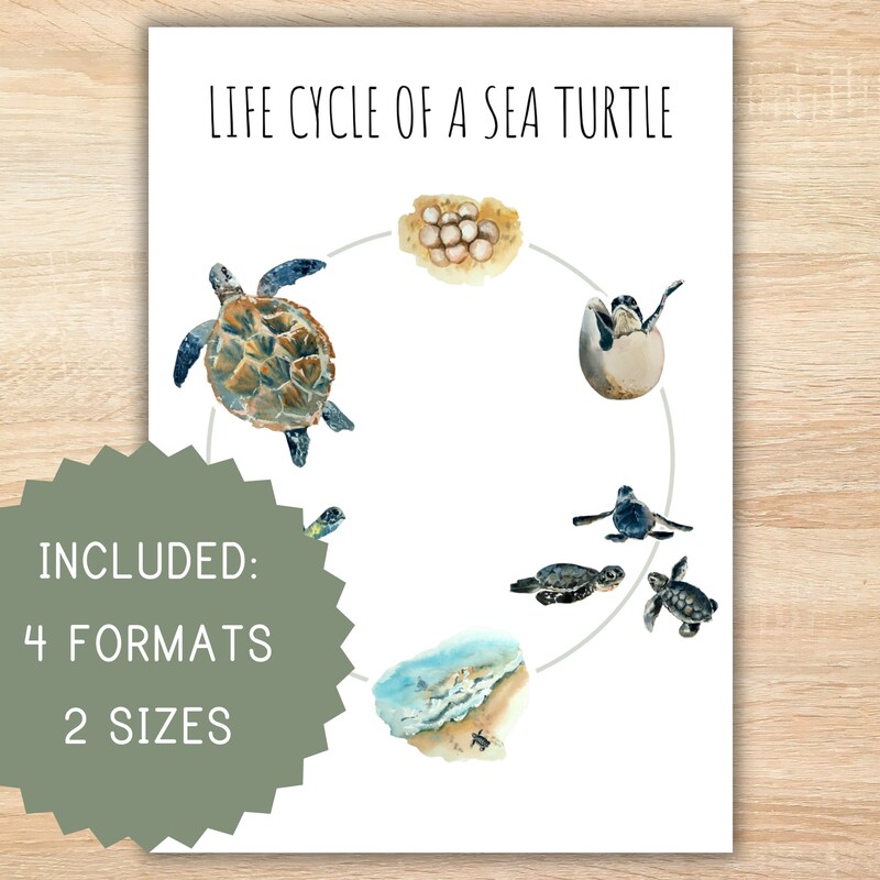 Sea Turtle Poster - Etsy
