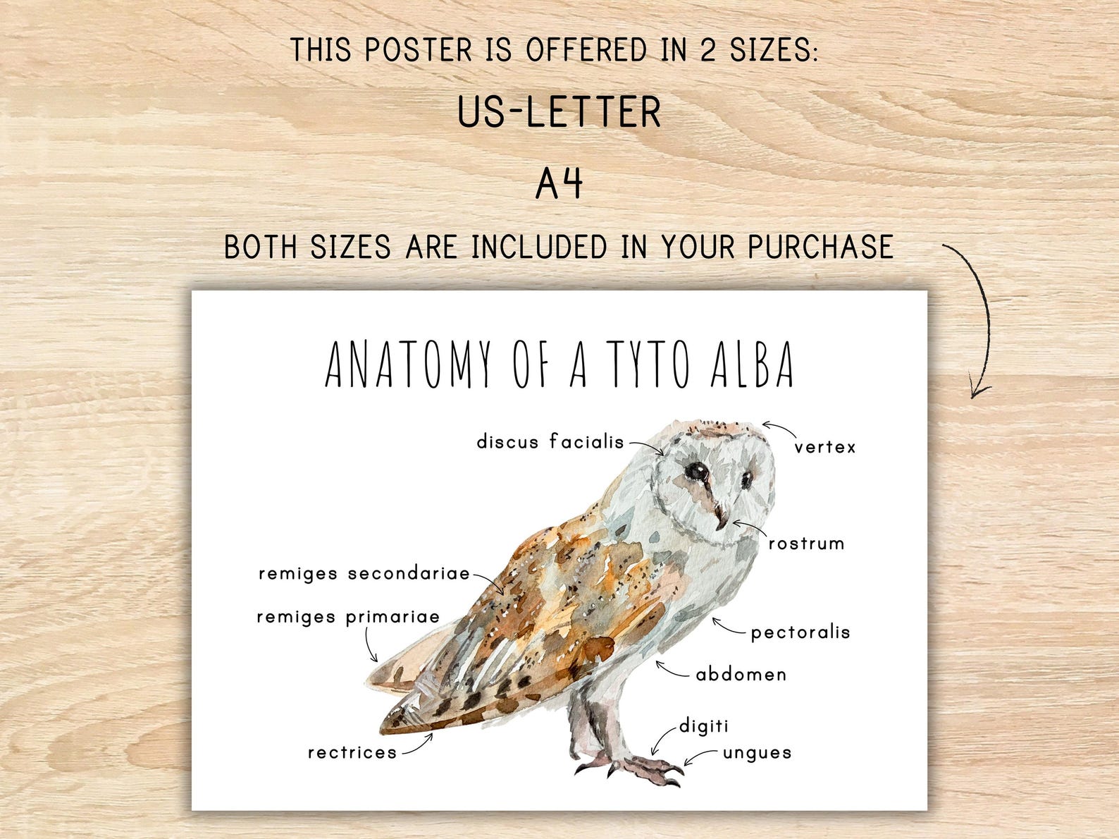 Owl Anatomy of an Owl Homeschool Printable Montessori Resource Anatomy ...