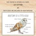Owl Anatomy of an Owl Homeschool Printable Montessori Resource Anatomy ...