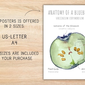 Anatomy of a Blueberry Homeschool Printable Montessori Resource Anatomy ...