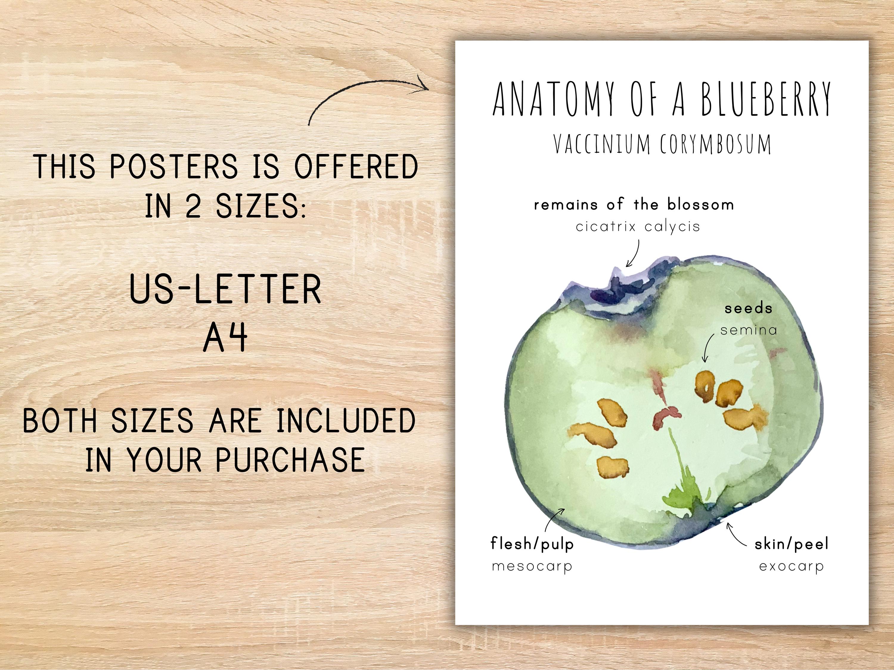 Anatomy of a Blueberry Homeschool Printable Montessori Resource Anatomy ...