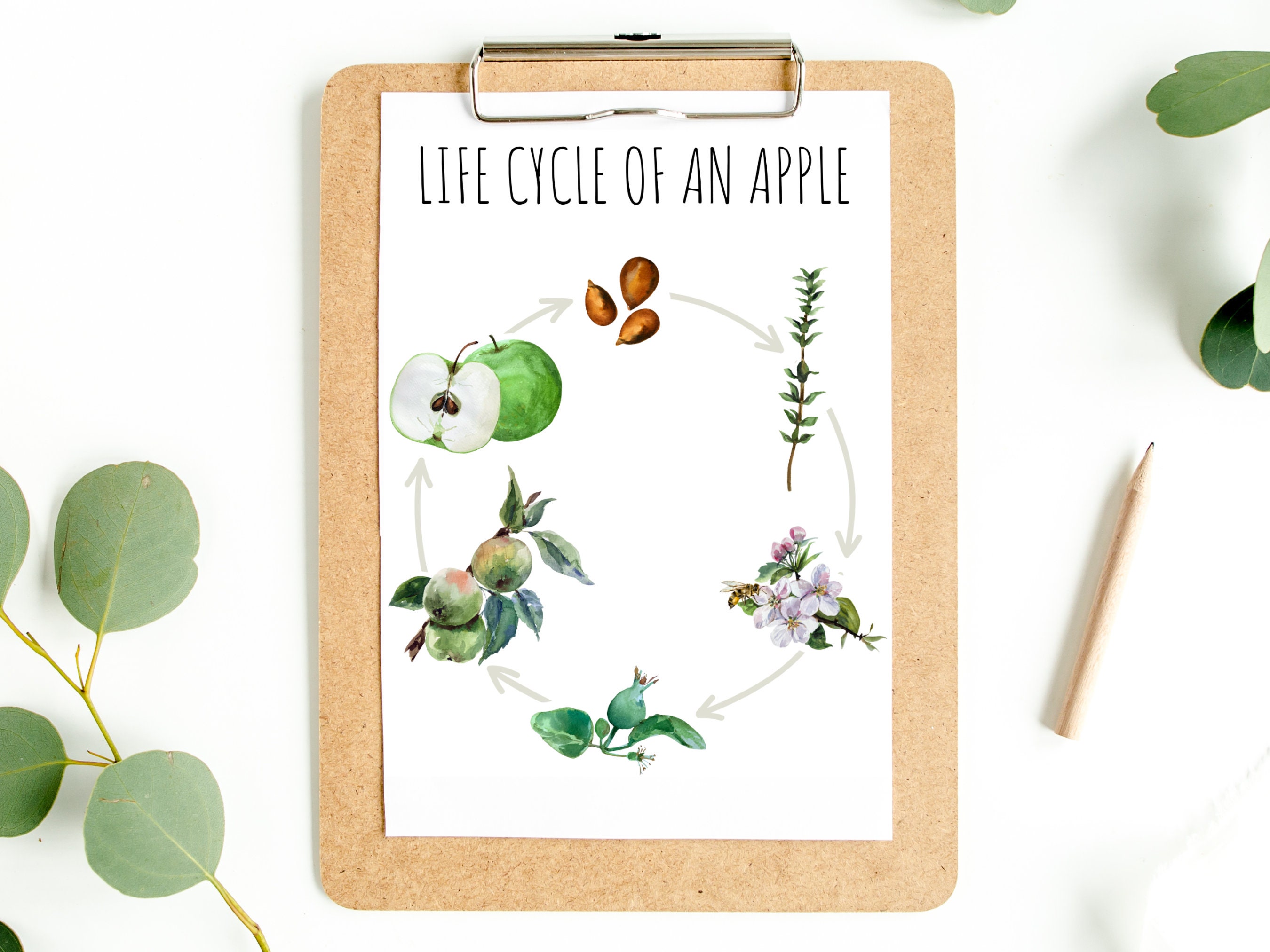 Life Cycle of a Green Apple Homeschool Printable Montessori Resource ...