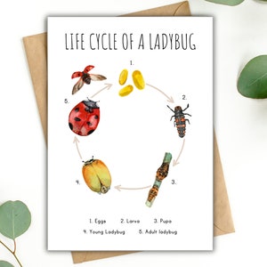 Life Cycle of a Ladybug Homeschool Printable Montessori Resource Life ...