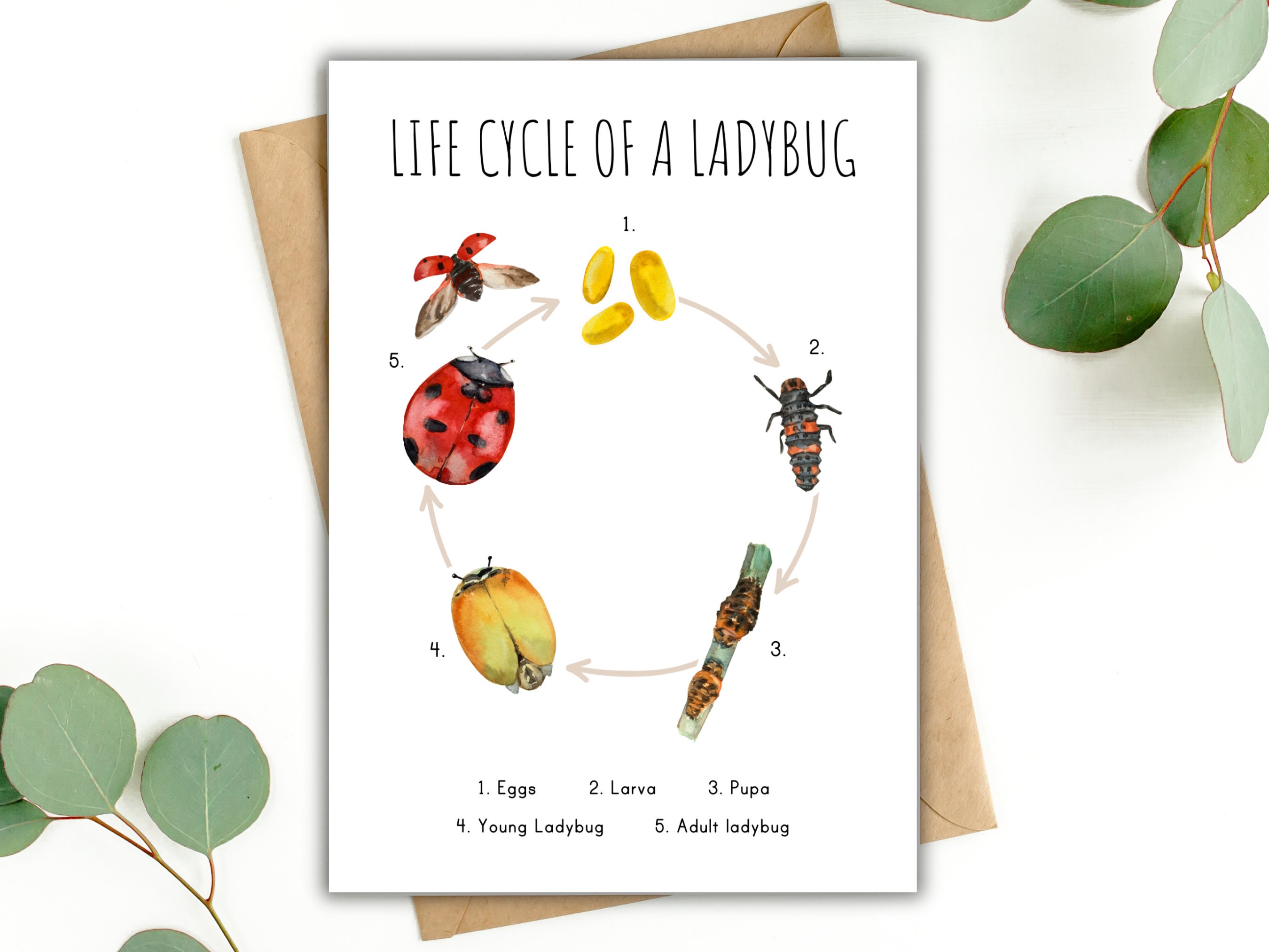 Life Cycle of a Ladybug Homeschool Printable Montessori Resource Life ...