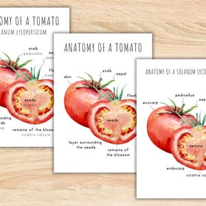 Anatomy of a Tomato Fruit Homeschool Printable Montessori Resource ...