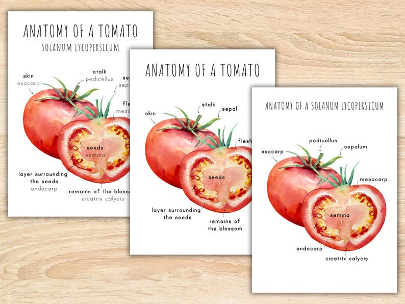 Anatomy of a Tomato Fruit Homeschool Printable Montessori Resource ...