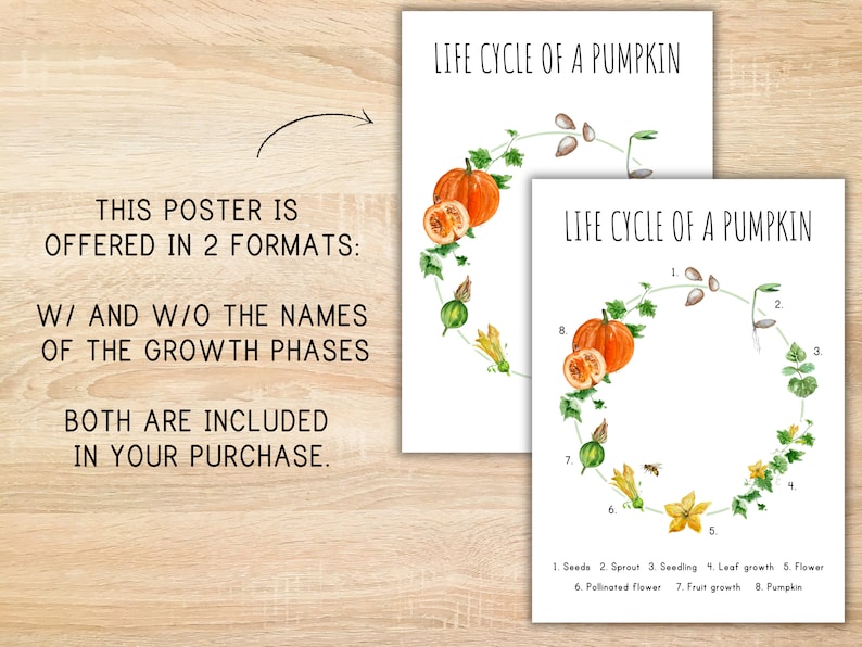 Life Cycle of a Pumpkin Homeschool Printable Montessori Resource Life ...