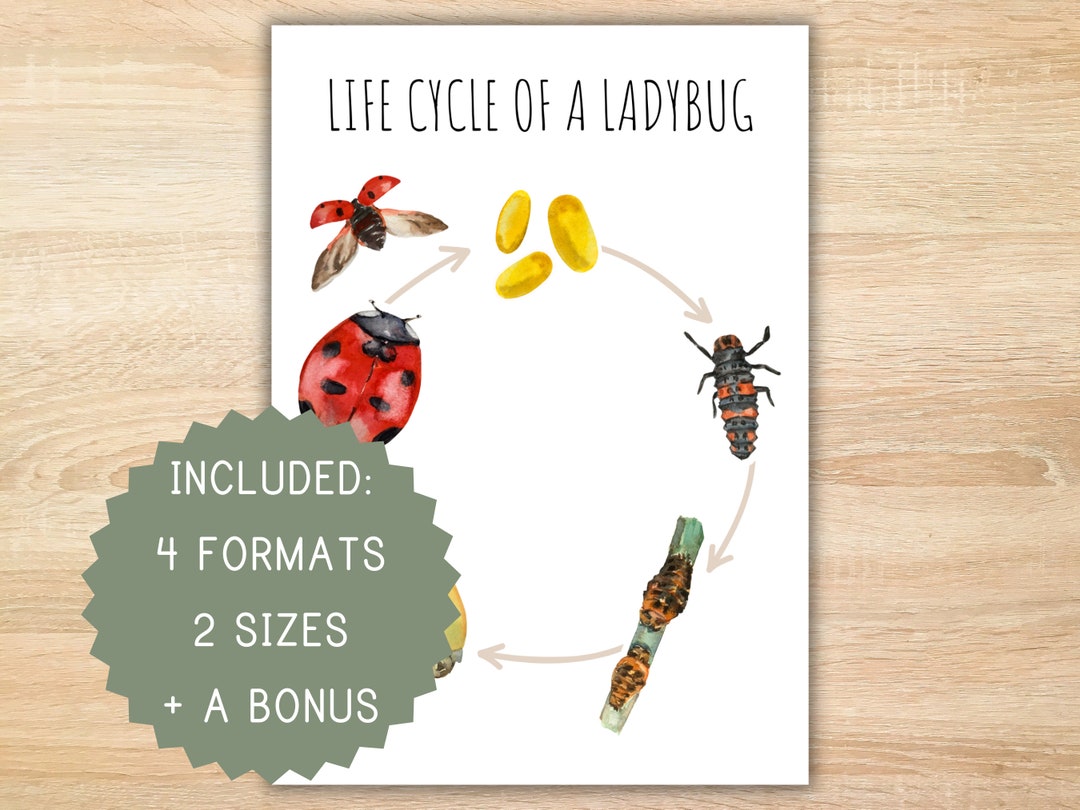 Life Cycle of a Ladybug Homeschool Printable Montessori Resource Life ...