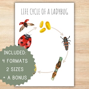 Life Cycle of a Ladybug Homeschool Printable Montessori Resource Life ...