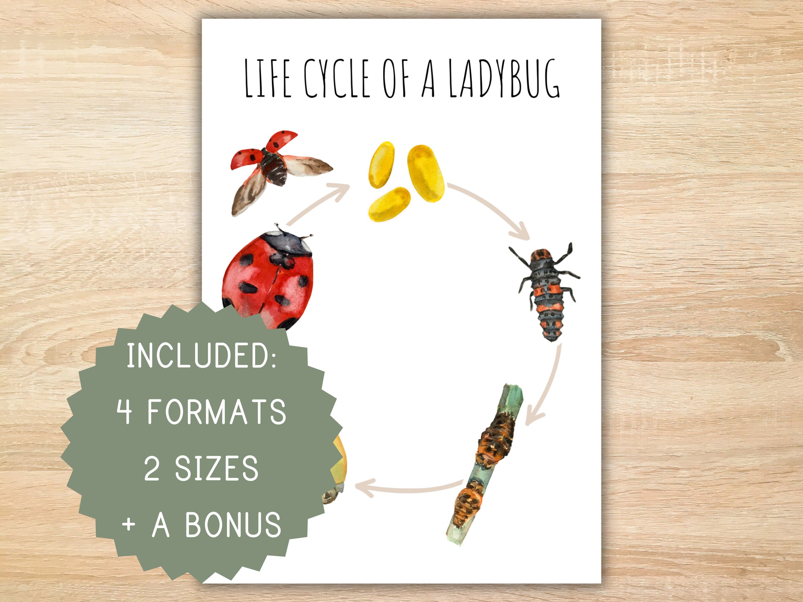 Life Cycle of a Ladybug Homeschool Printable Montessori Resource Life ...