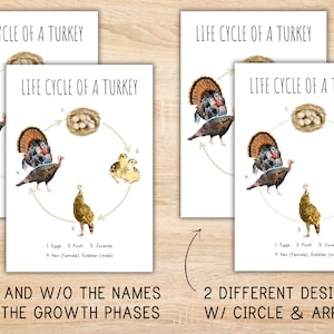 Life Cycle of a Turkey Homeschool Printable Montessori Resource Life ...