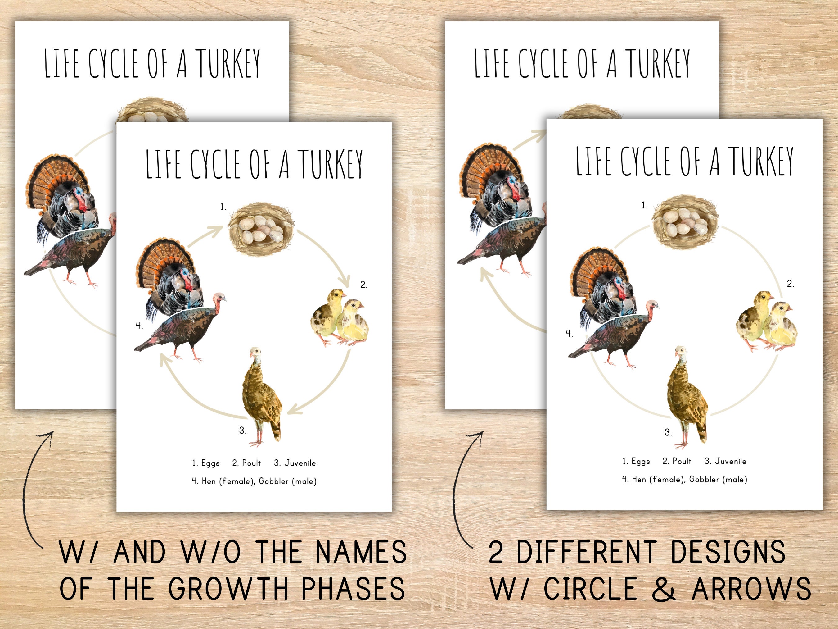 Life Cycle of a Turkey Homeschool Printable Montessori Resource Life ...